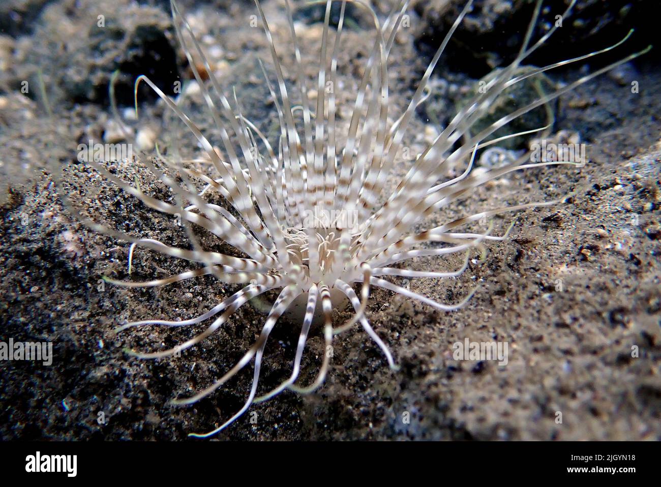 Coloured tube sea anemone - Cerianthus membranaceus Stock Photo - Alamy