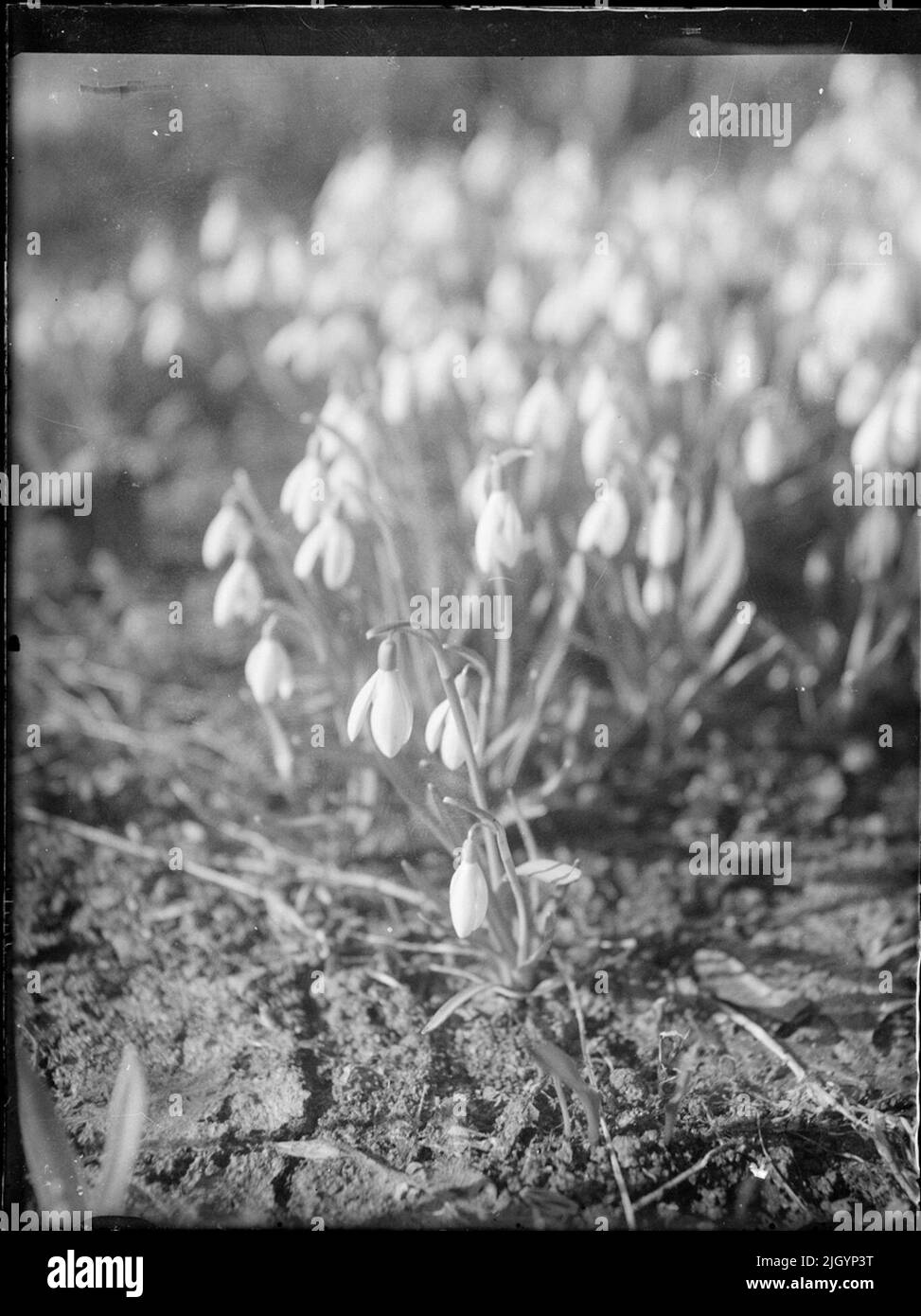 Sweden_flora hi-res stock photography and images - Alamy