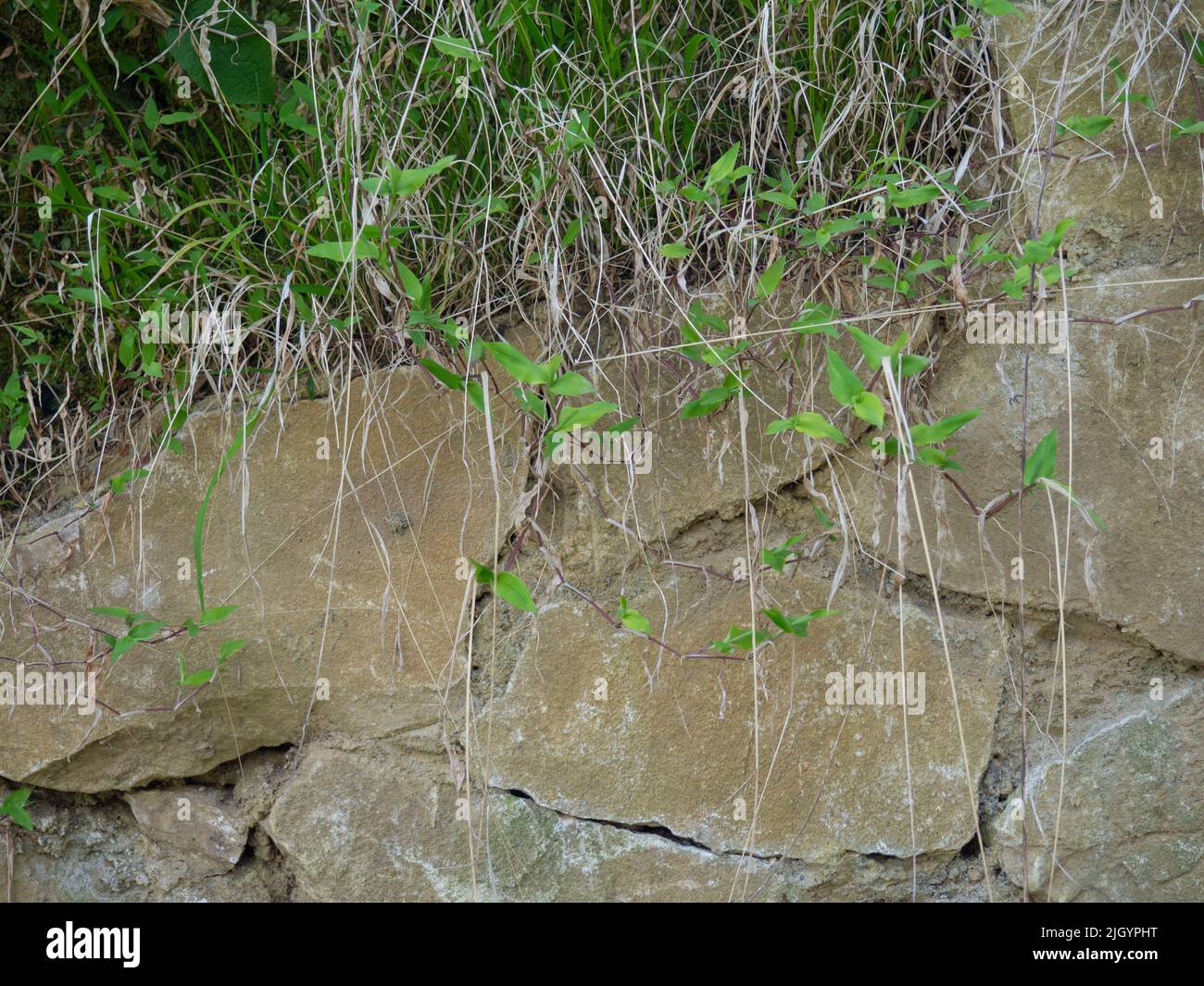 Stone background. Plants grow on an old stone wall. Old masonry ...