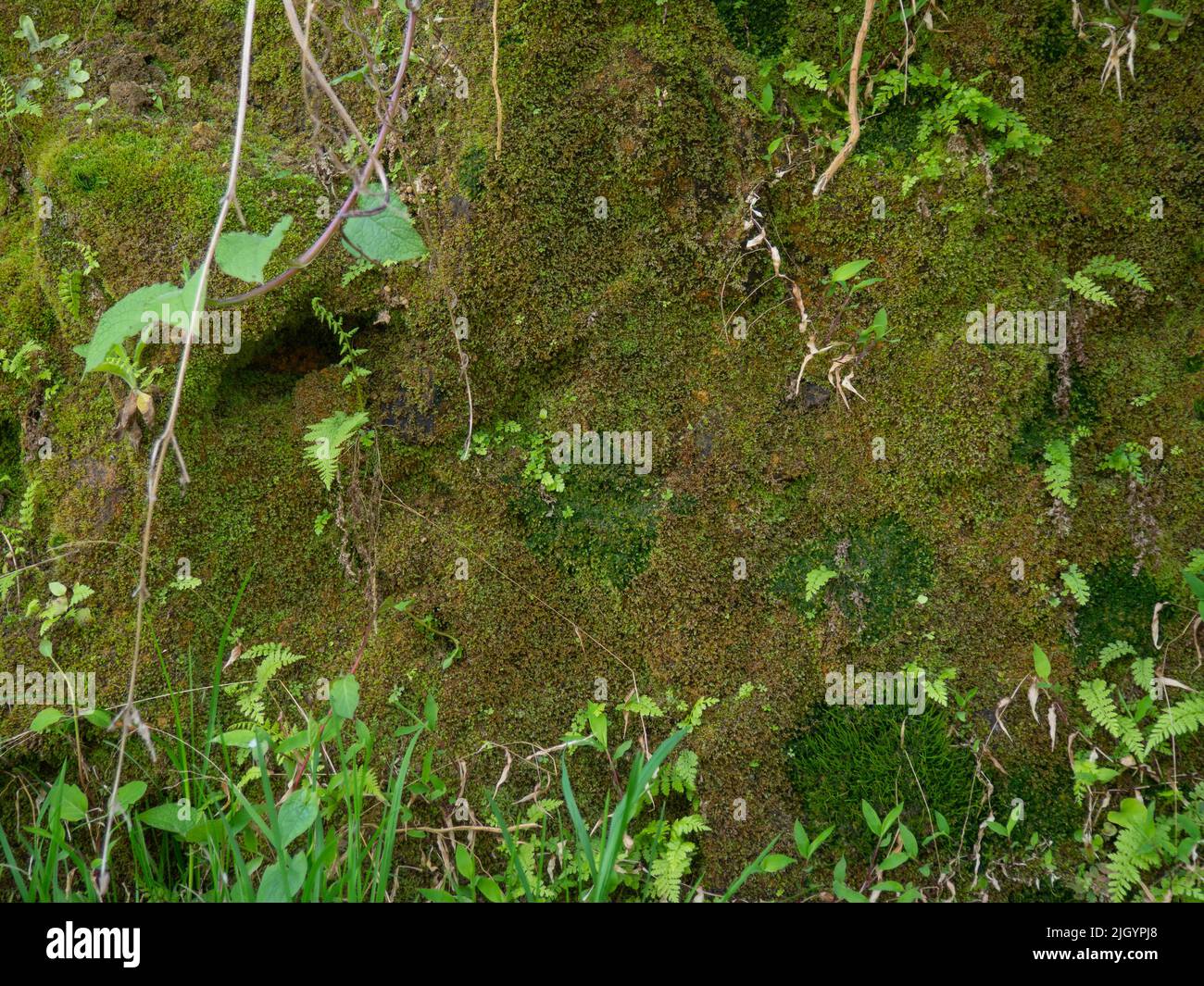 Moss on a stone wall. Plants grow on an old stone wall. Old masonry ...