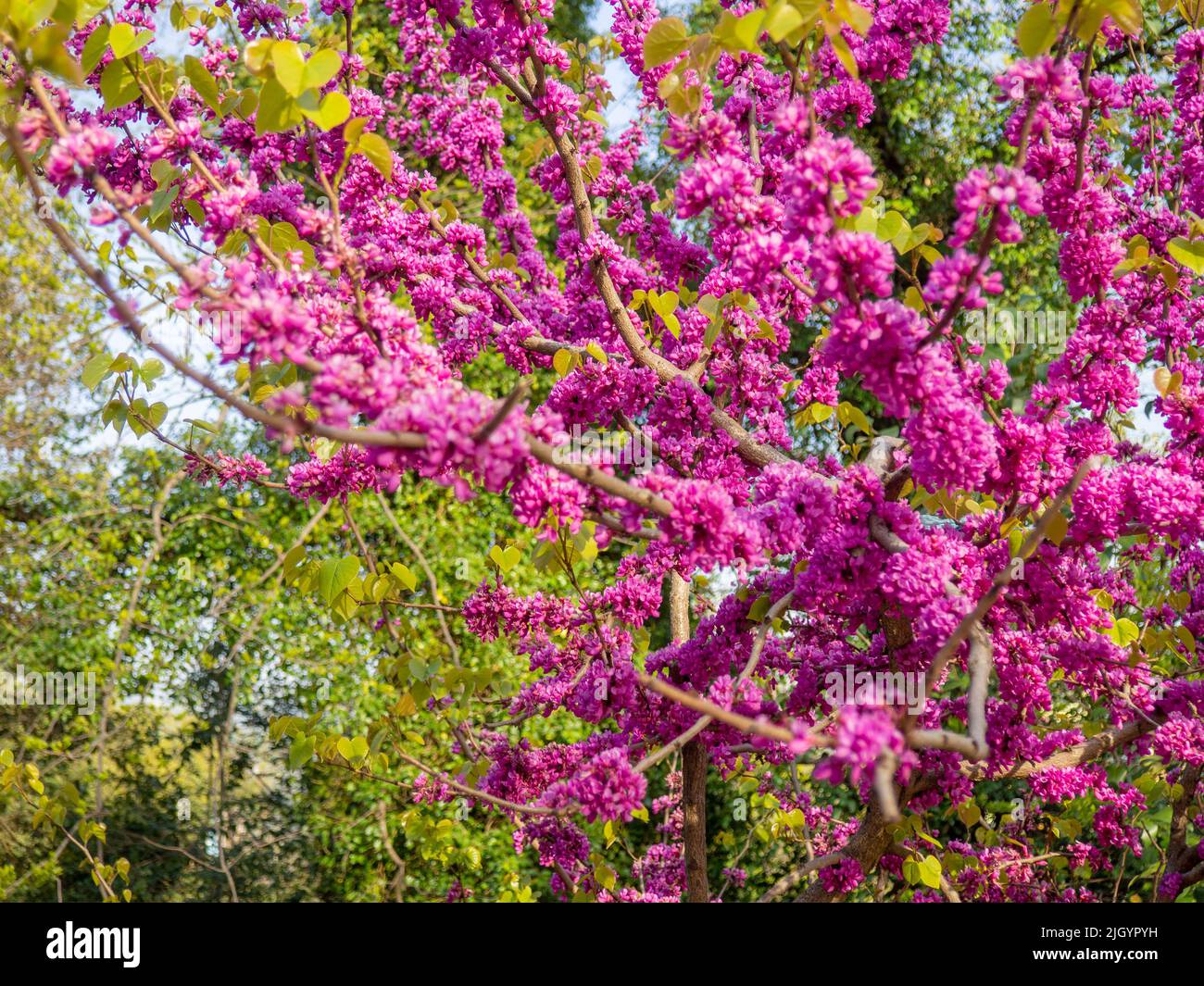 Bush of spring pink flowers. Beautiful nature. Spring flowering. tree ...
