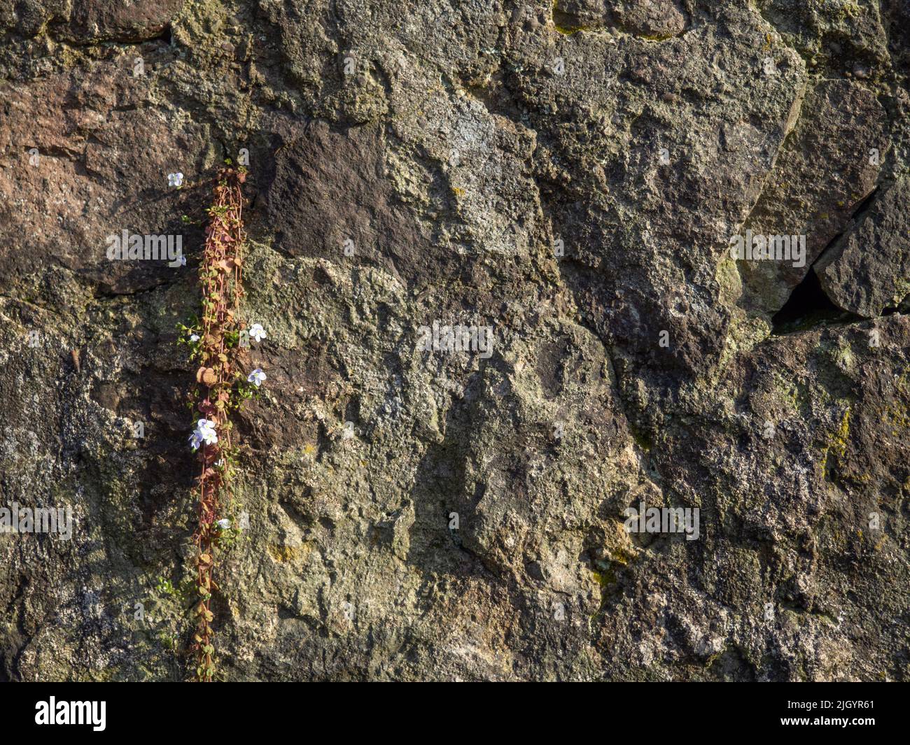 Background of uneven stone. Stone wall. Old masonry. Remains of ancient ...