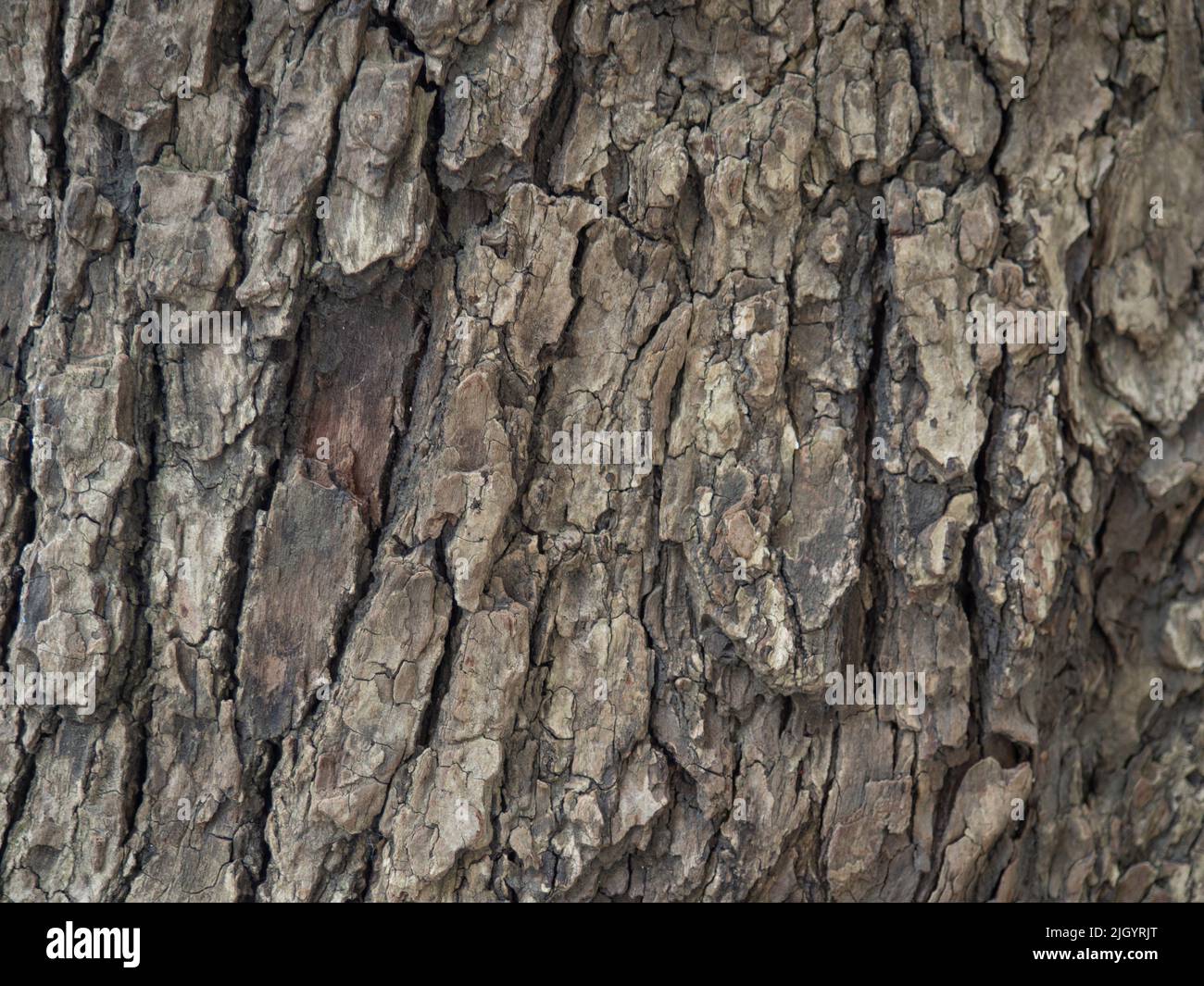 bark structure. Tree trunk close-up. Bark of tree. Botany. natural ...