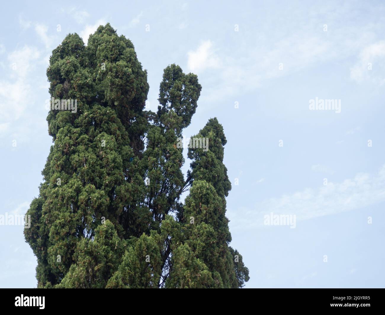 crown of a southern tree. Leaves against the sky. Nature. Green spaces ...