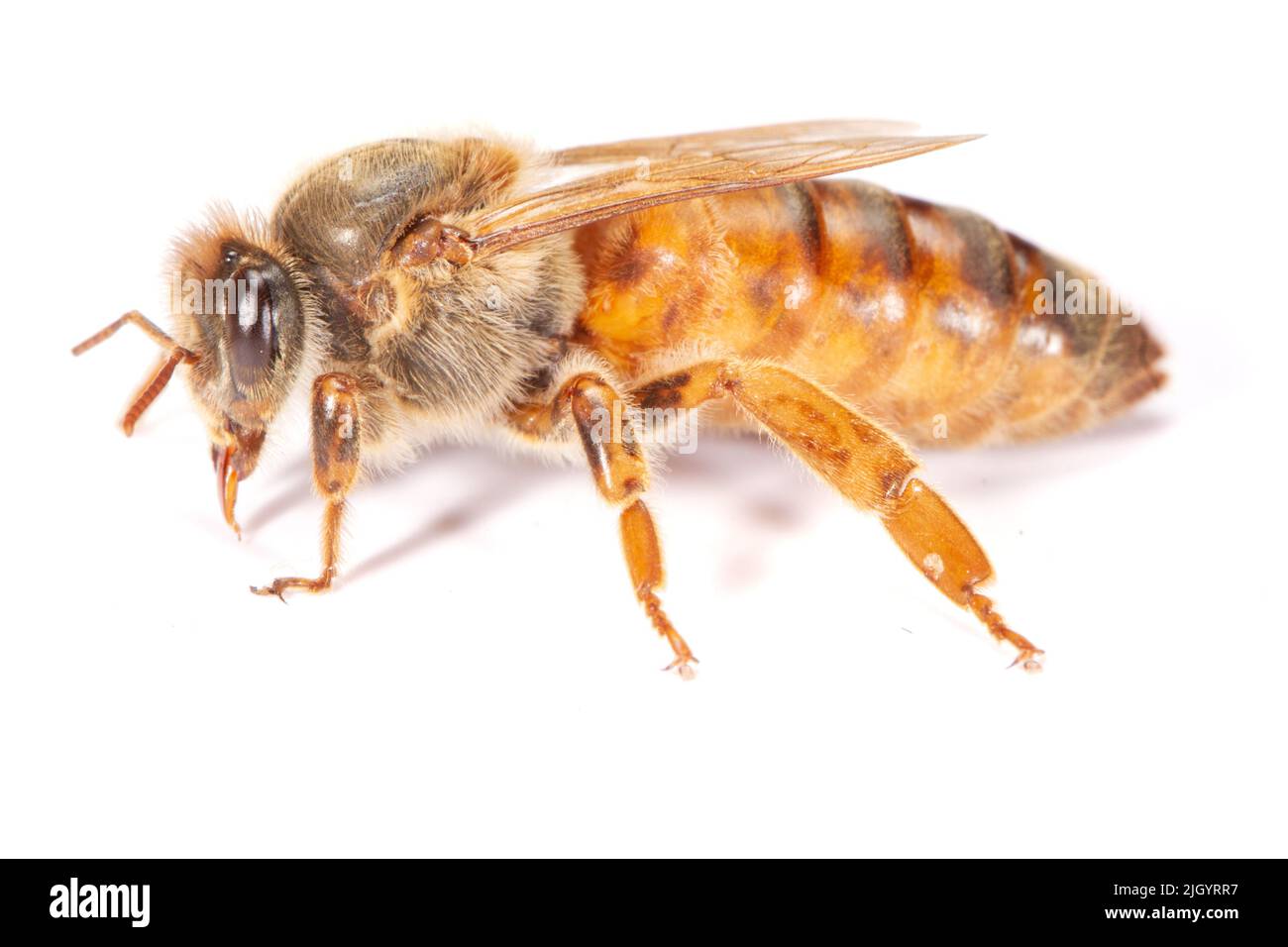 Queen Bee of the species Apis mellifera Stock Photo - Alamy