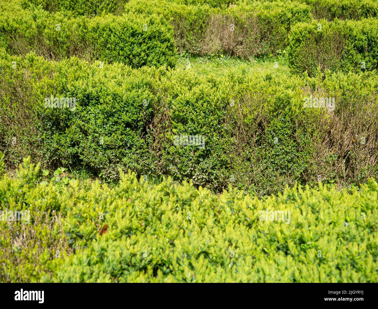 Bush maze. Green spaces. Garden. Homestead plot. beautiful plants Stock ...