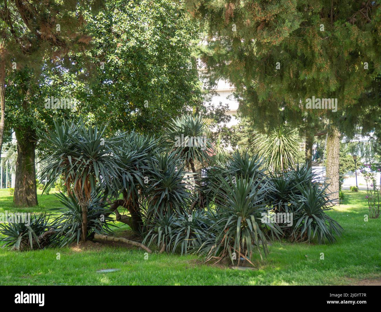 Lots of palm trees in the field. Palm trees in the park. Beautiful ...