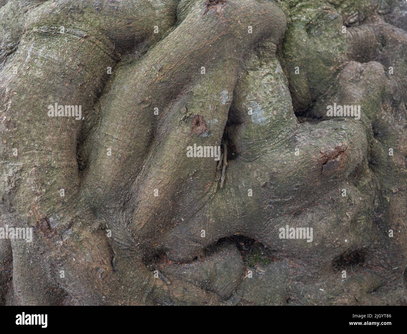 bumpy tree bark. bark structure. Tree trunk close-up. Bark of tree ...