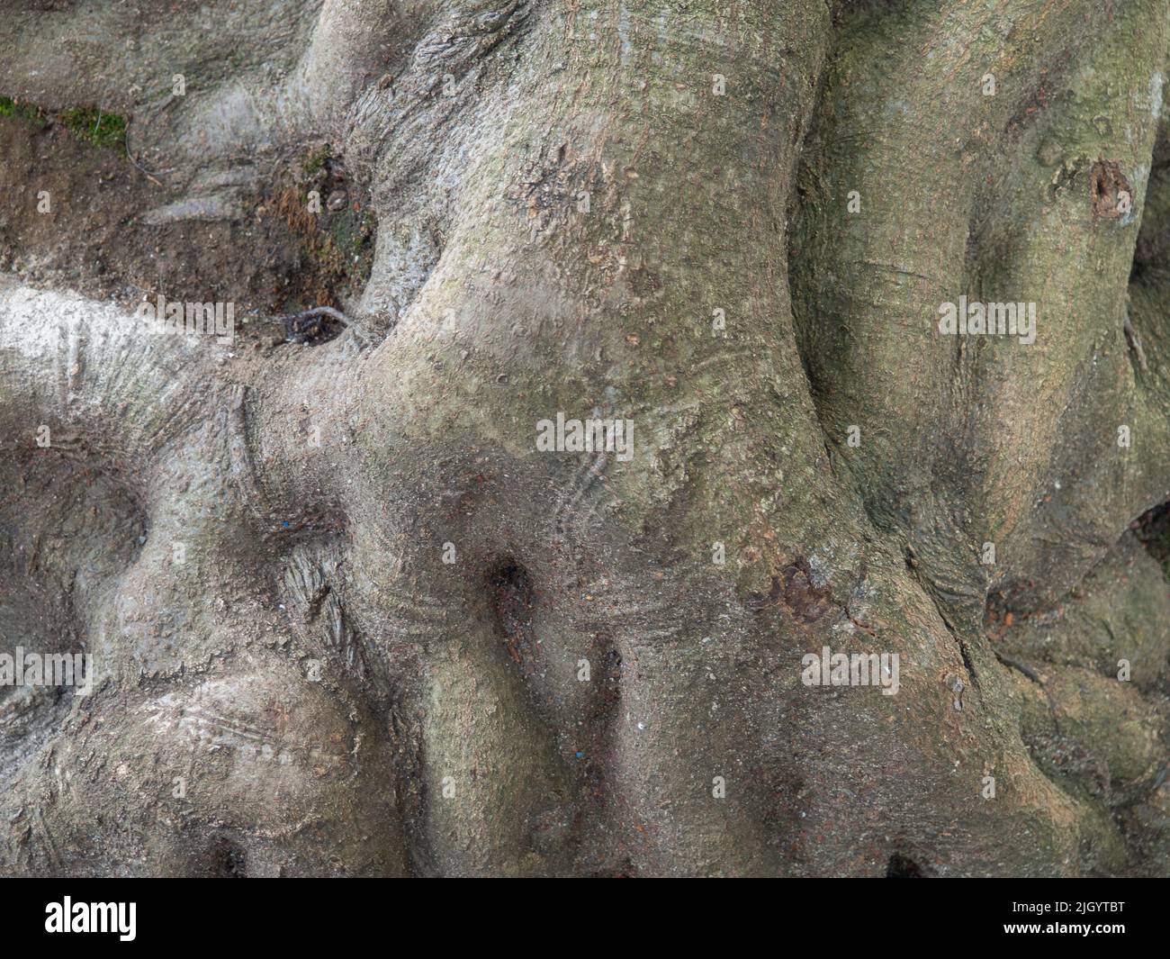 bumpy tree bark. bark structure. Tree trunk close-up. Bark of tree ...