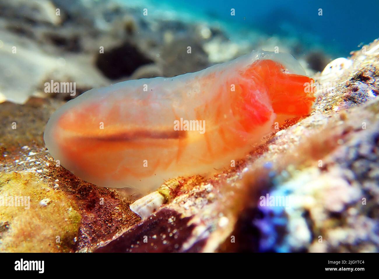 Vase tunicate ciona intestinalis sea hi-res stock photography and ...