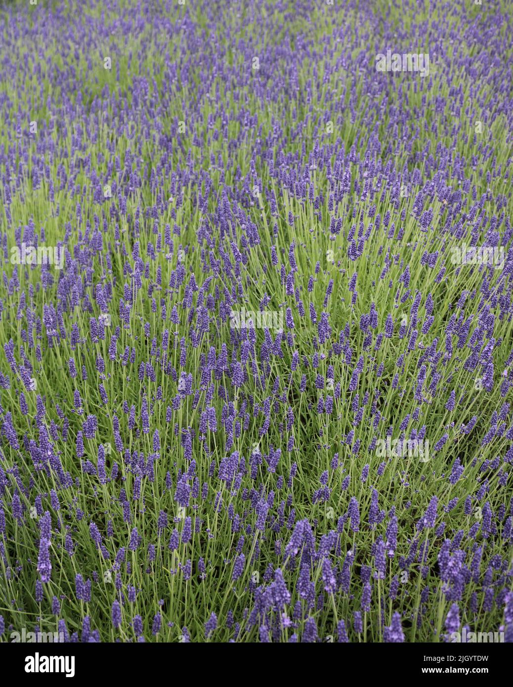 Beautiful lavender field hi-res stock photography and images - Alamy
