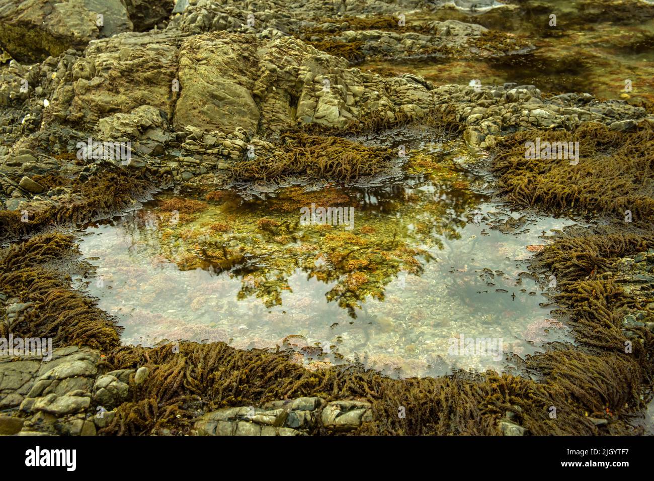 Beautiful green seaweed algae,mossy in the beach Stock Photo - Alamy