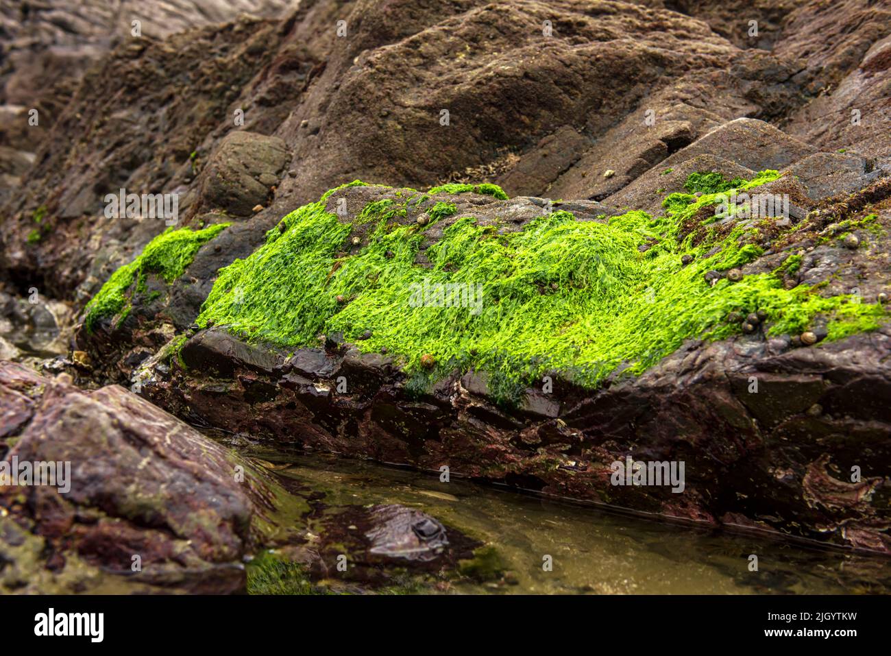 Beautiful green seaweed algae,mossy in the beach Stock Photo - Alamy