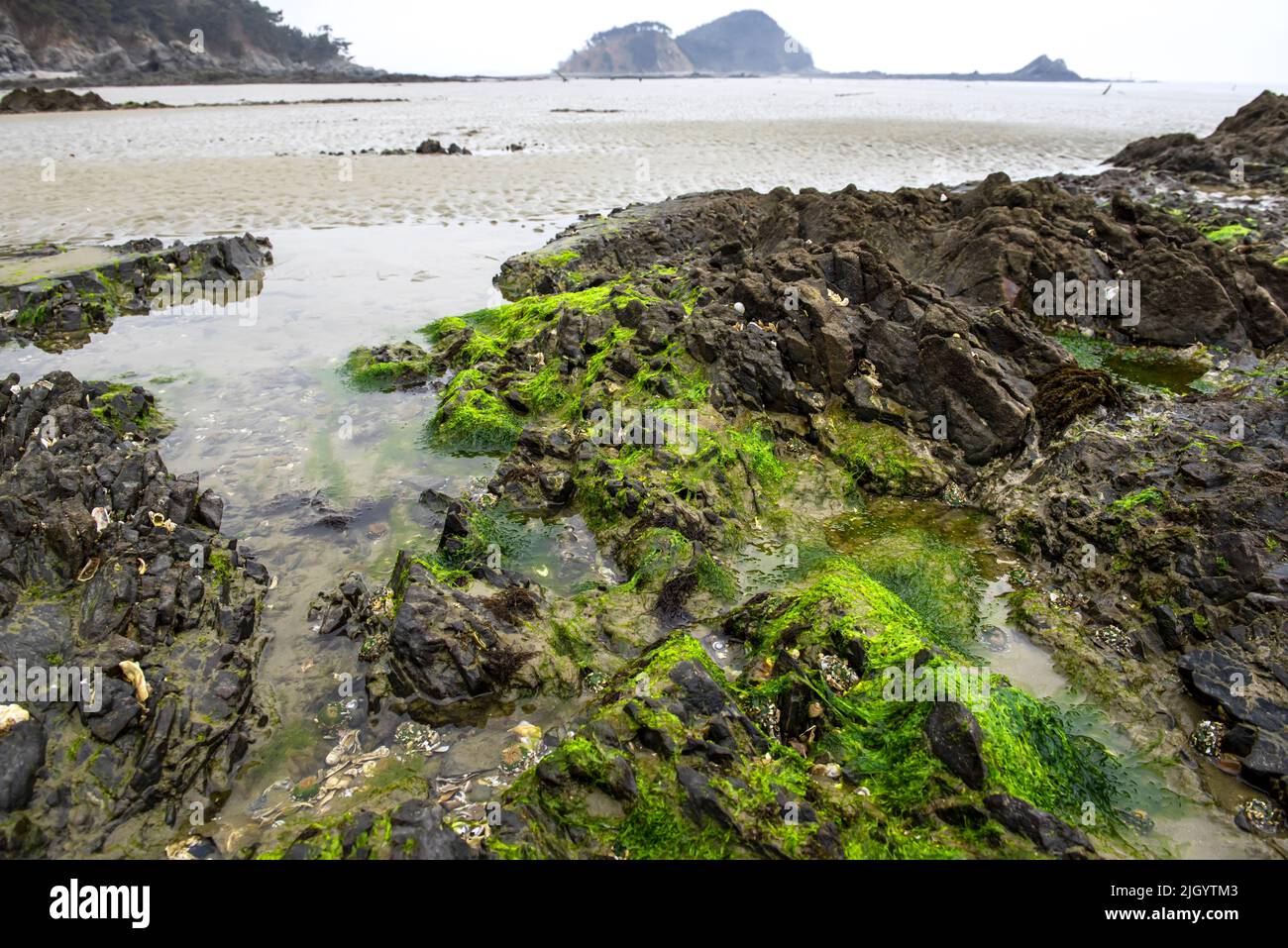 Beautiful green seaweed algae,mossy in the beach Stock Photo - Alamy