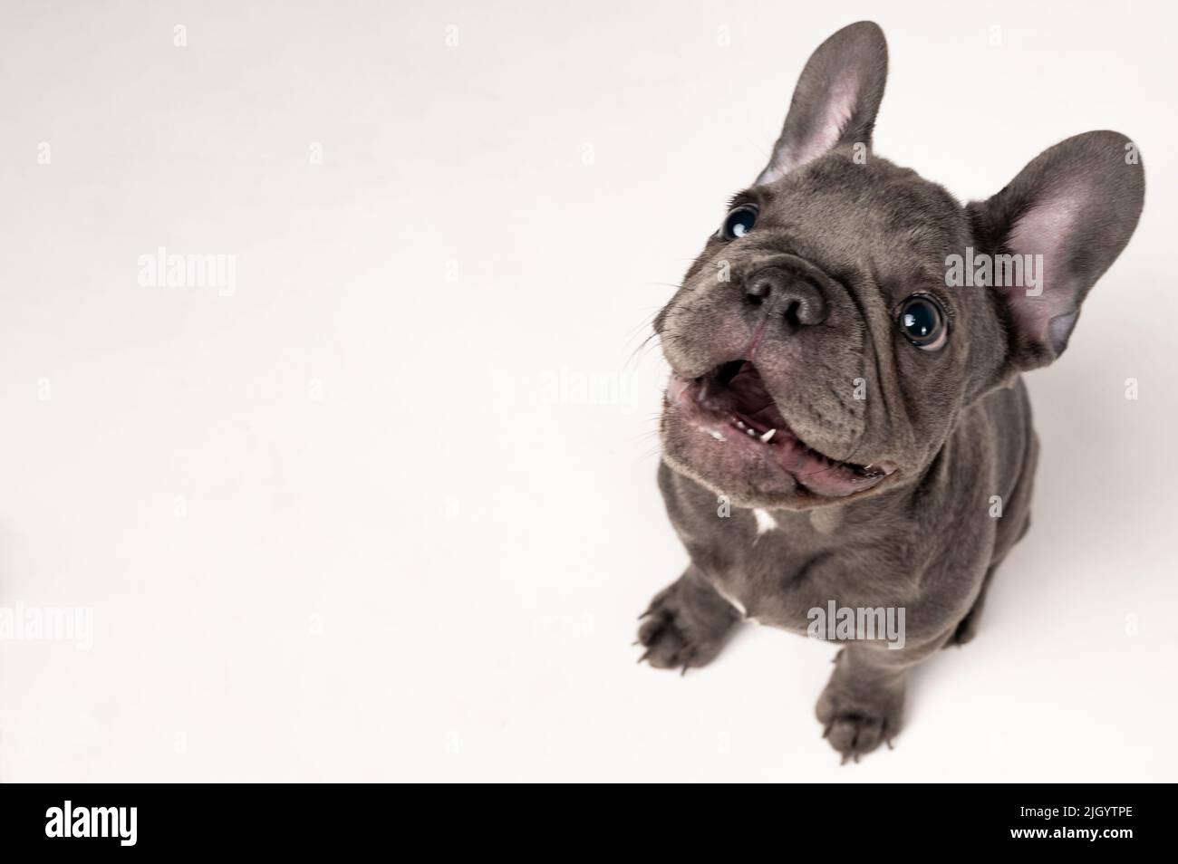 Adorable top view of a smiling French bulldog puppy on a white ...