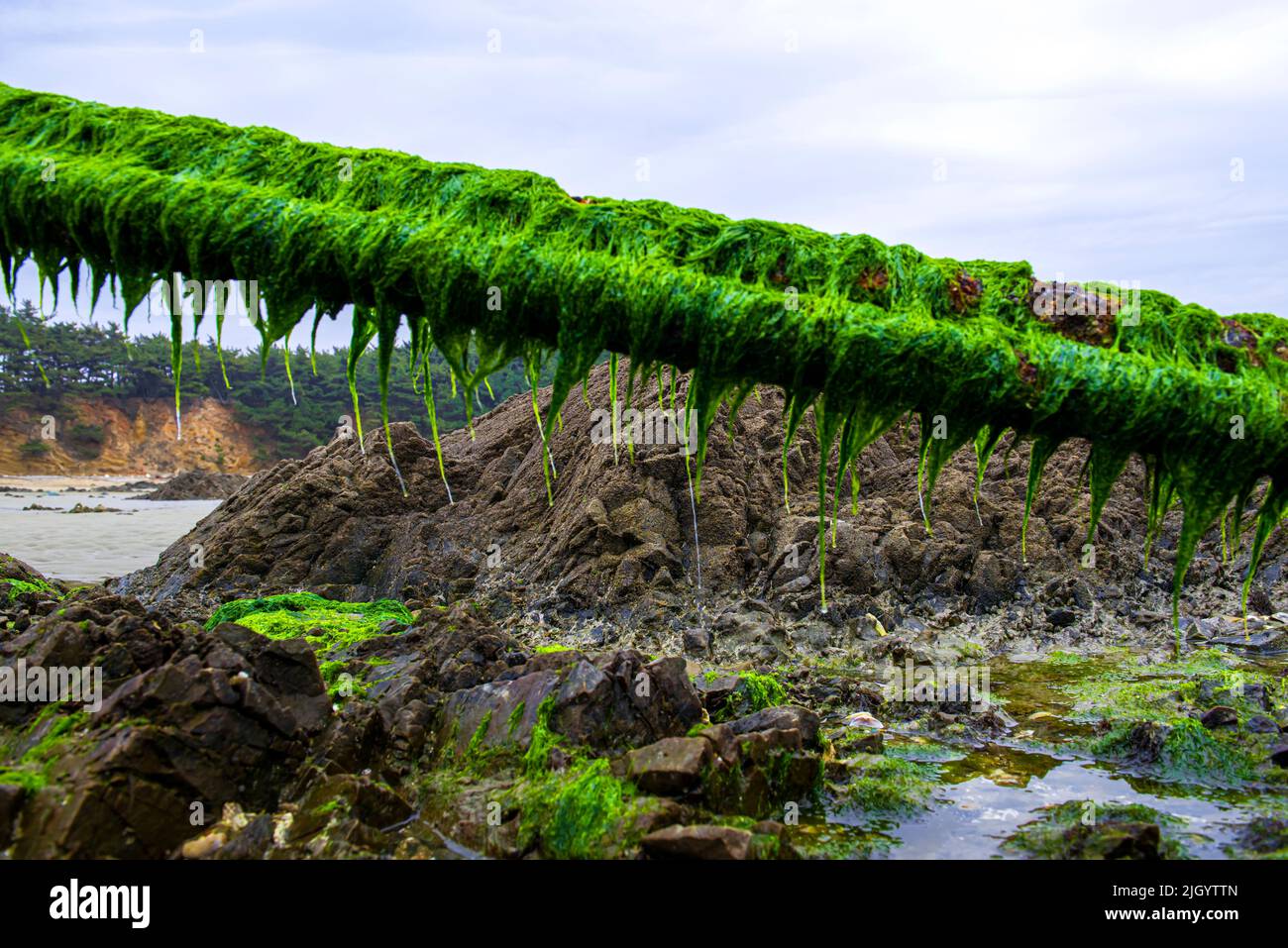 Beautiful green seaweed algae,mossy in the beach Stock Photo - Alamy