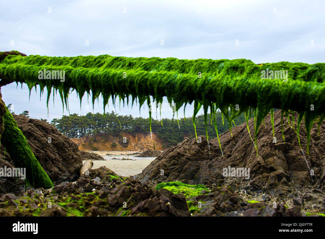 Beautiful green seaweed algae,mossy in the beach Stock Photo - Alamy