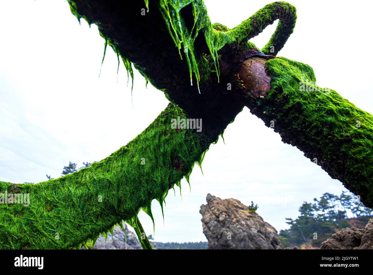 Beautiful green seaweed algae,mossy in the beach Stock Photo - Alamy
