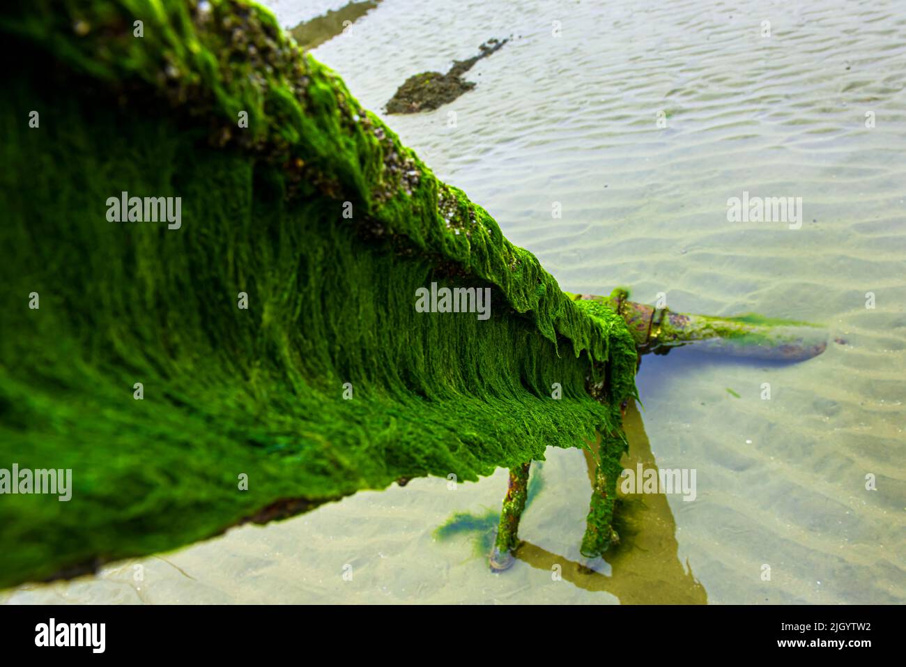 Beautiful green seaweed algae,mossy in the beach Stock Photo - Alamy
