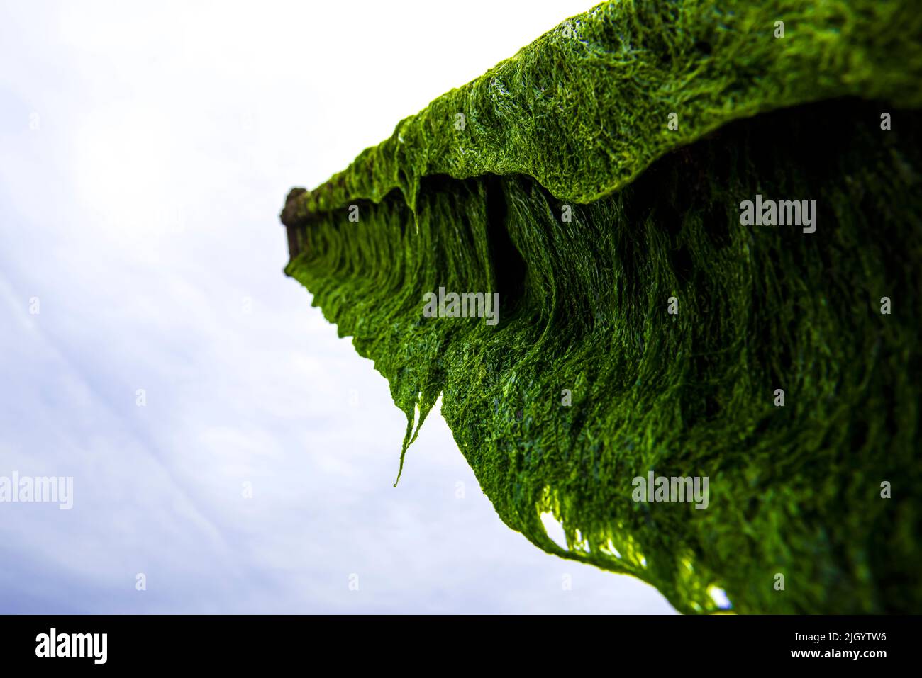 Beautiful green seaweed algae,mossy in the beach Stock Photo - Alamy