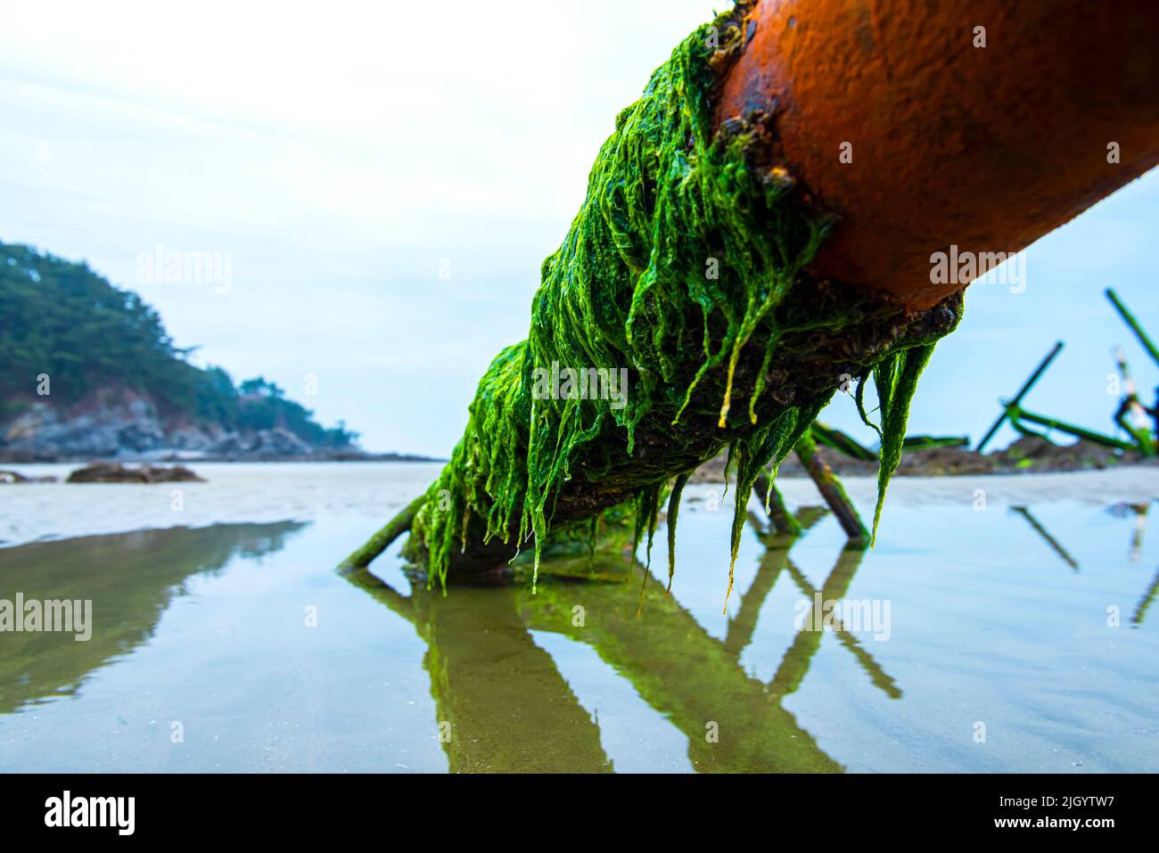 Beautiful green seaweed algae,mossy in the beach Stock Photo - Alamy