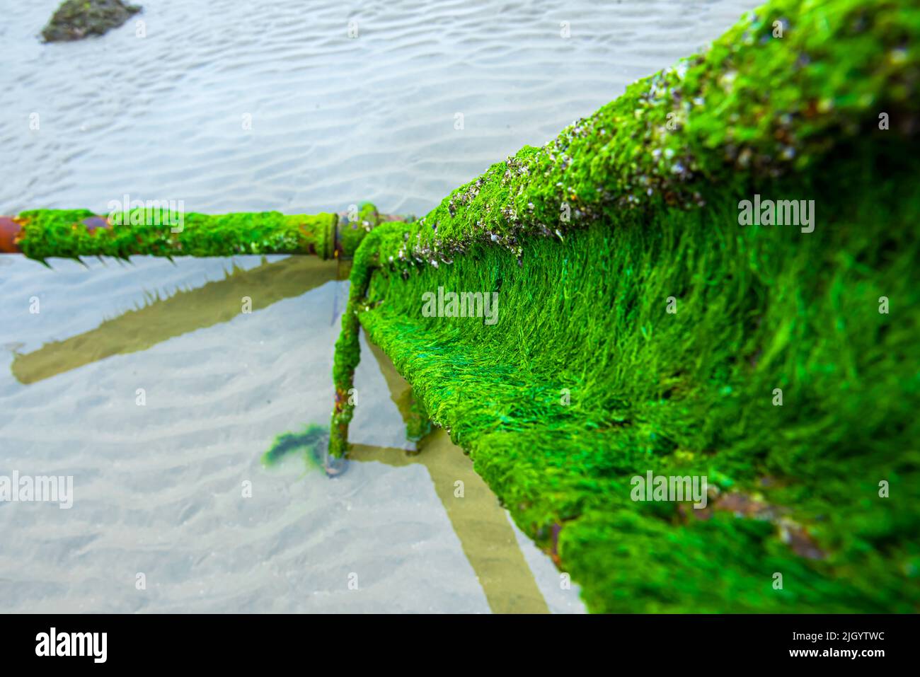 Beautiful green seaweed algae,mossy in the beach Stock Photo - Alamy