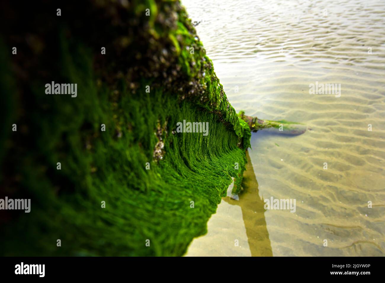 Beautiful green seaweed algae,mossy in the beach Stock Photo - Alamy