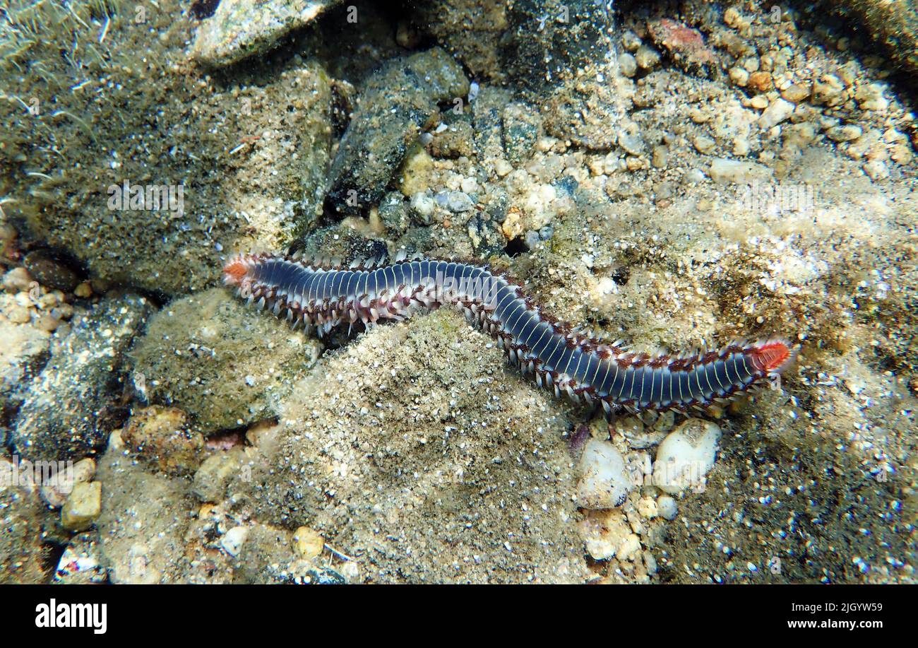 Bearded fireworm - Hermodice carunculata Stock Photo - Alamy