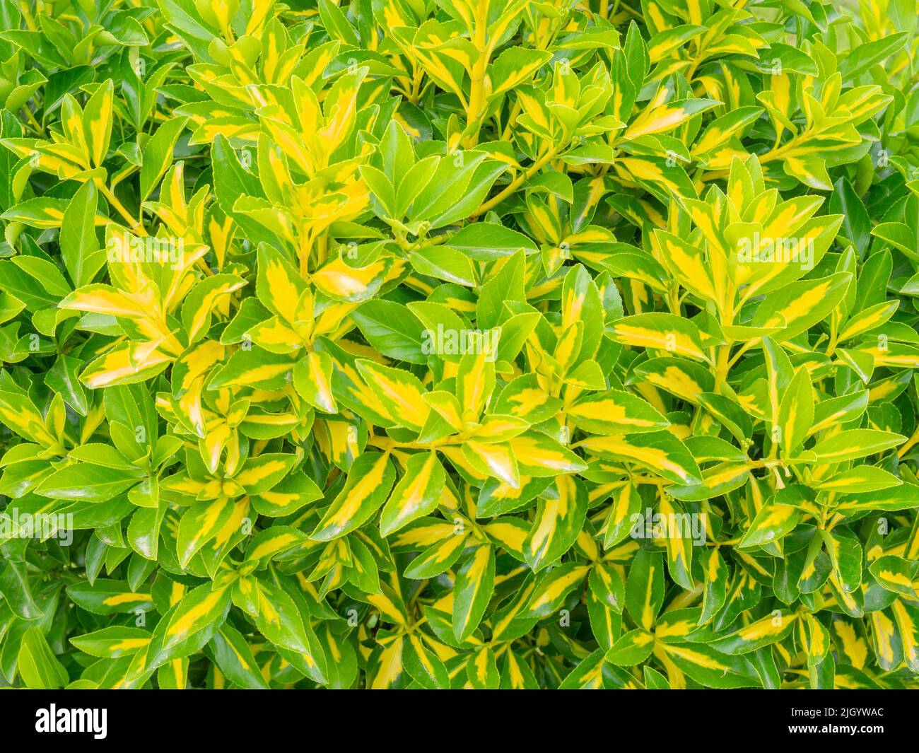 Leaves of an early spring shrub. Blossoming plants. Juicy fresh leaves ...