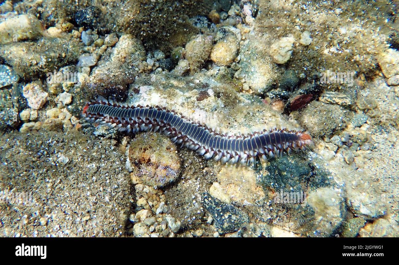 Bearded fireworm - Hermodice carunculata Stock Photo - Alamy