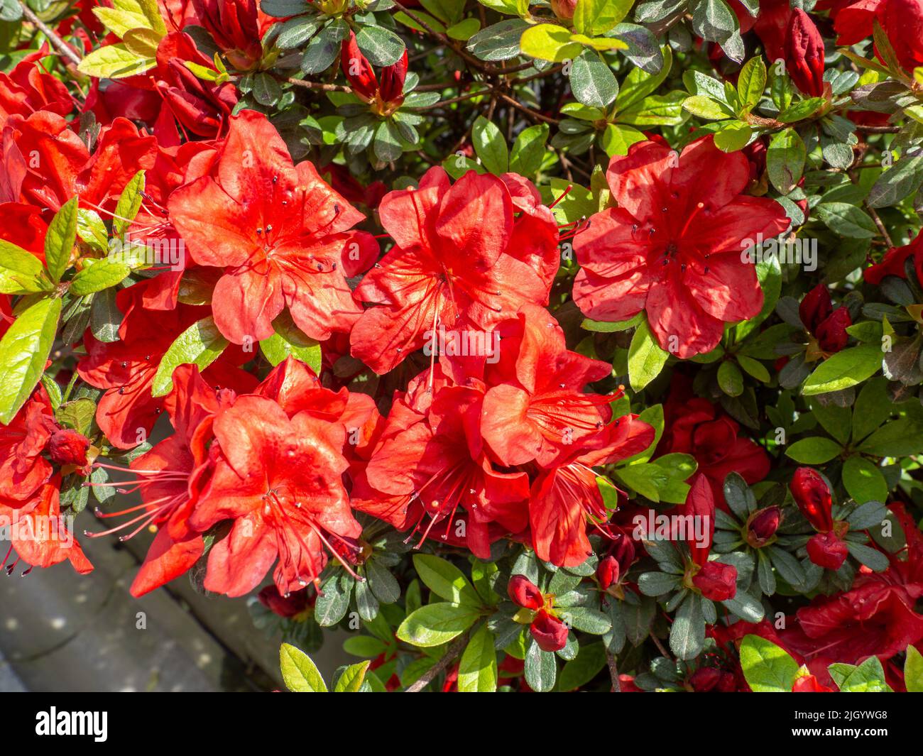 Plants background. Red flowers on a bush. Spring flowering. Beautiful ...