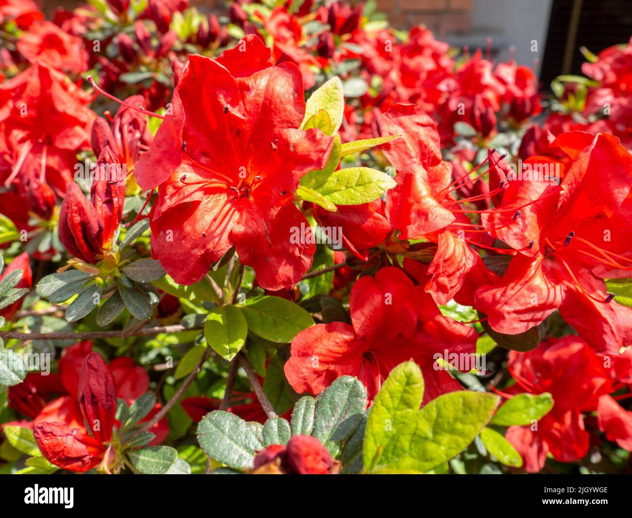 Plants background. Red flowers on a bush. Spring flowering. Beautiful ...