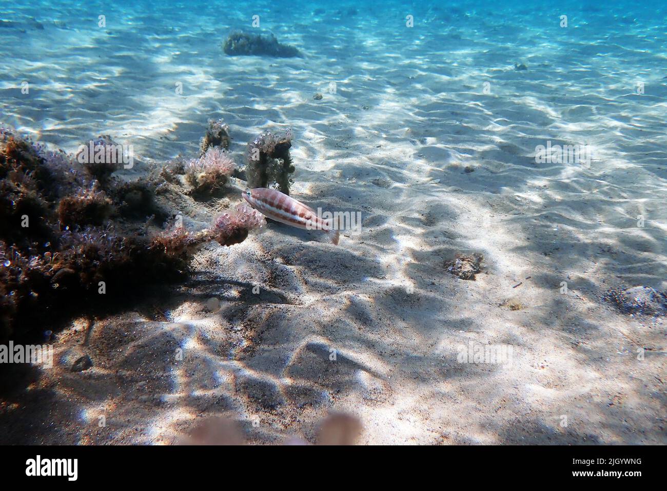 The comber fish - (Serranus cabrilla Stock Photo - Alamy
