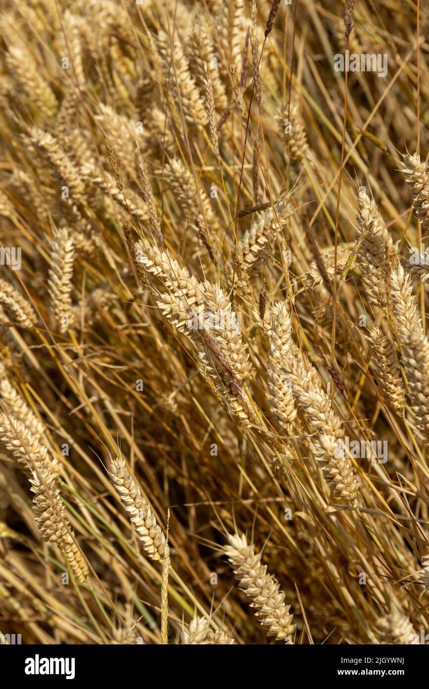 Wheat ripening under hot sun in UK Stock Photo - Alamy
