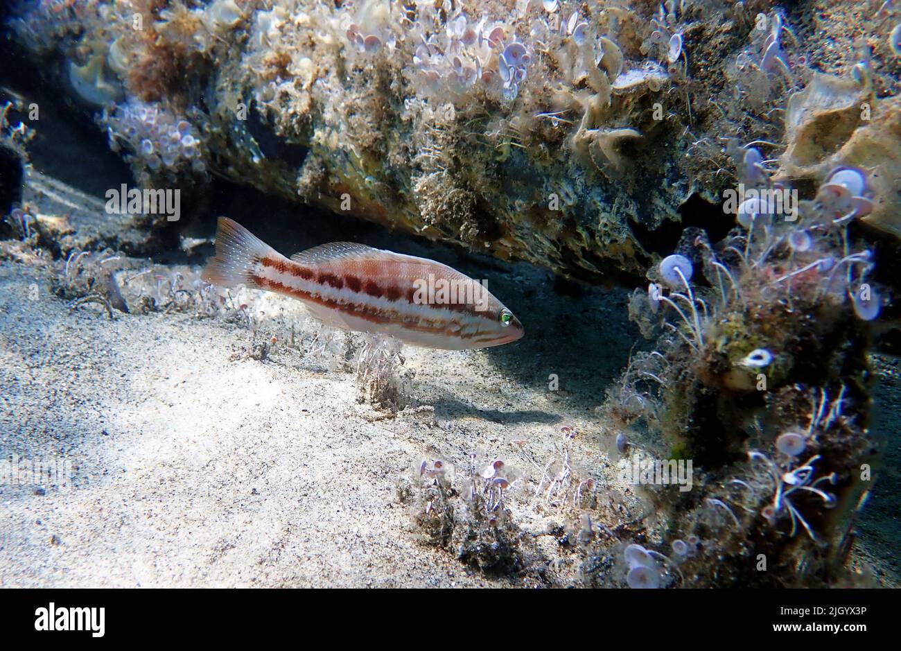 Marine fish comber serranus cabrilla hi-res stock photography and ...