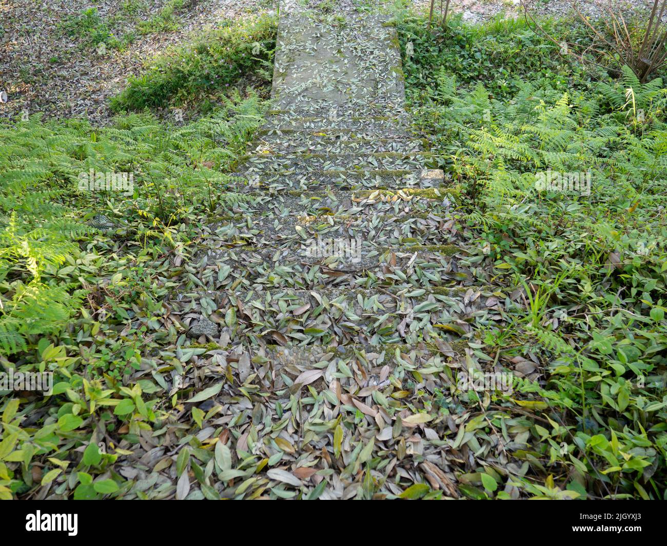 Ancient steps in the forest covered with leaves. Nature and human ...