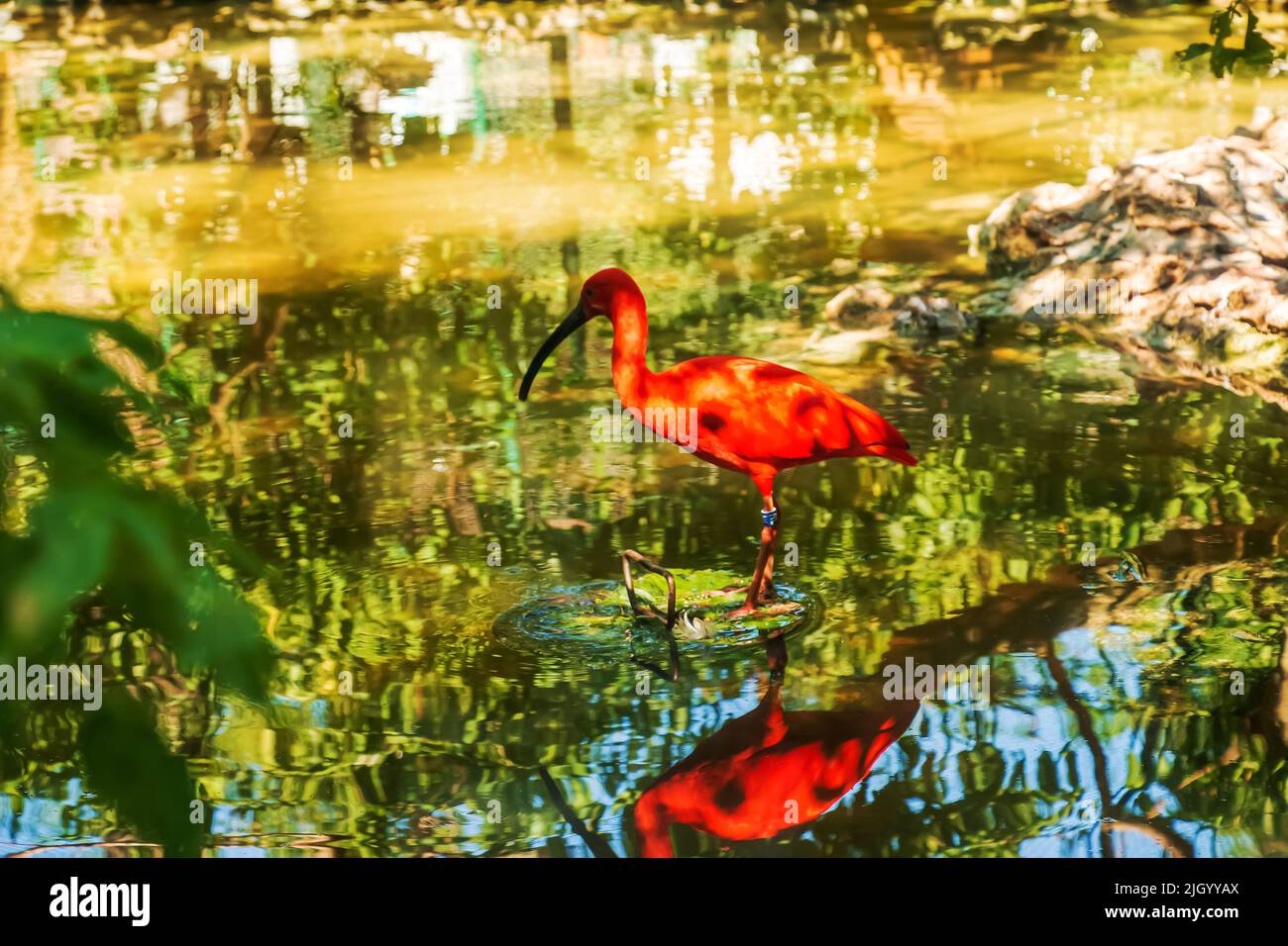Red ibis, Eudocimus ruber in water with reflection at Bojnice Zoo in ...