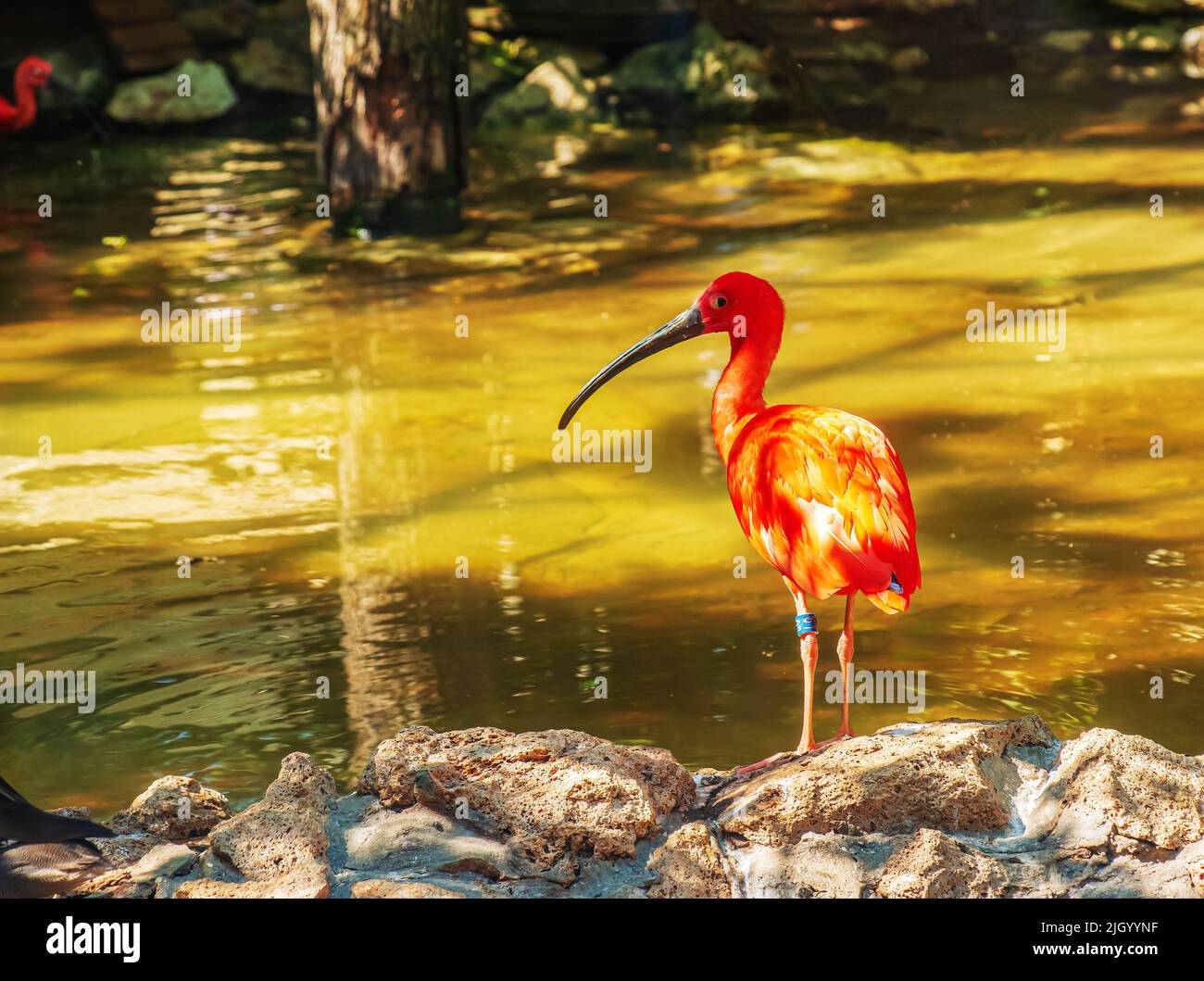 Red ibis, Eudocimus ruber in water with reflection at Bojnice Zoo in ...