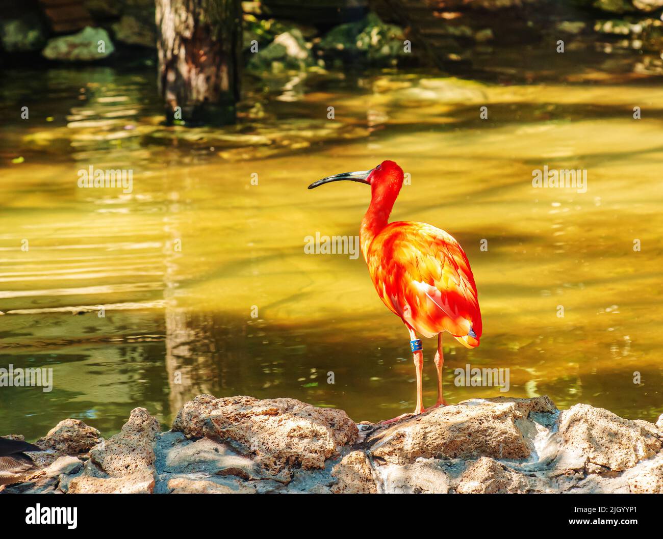 Red ibis, Eudocimus ruber in water with reflection at Bojnice Zoo in ...