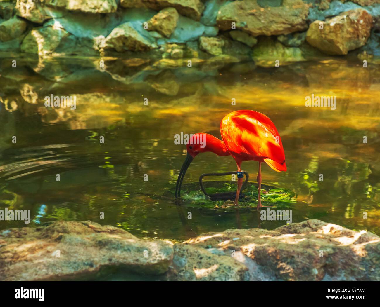 Red ibis, Eudocimus ruber in water with reflection at Bojnice Zoo in ...