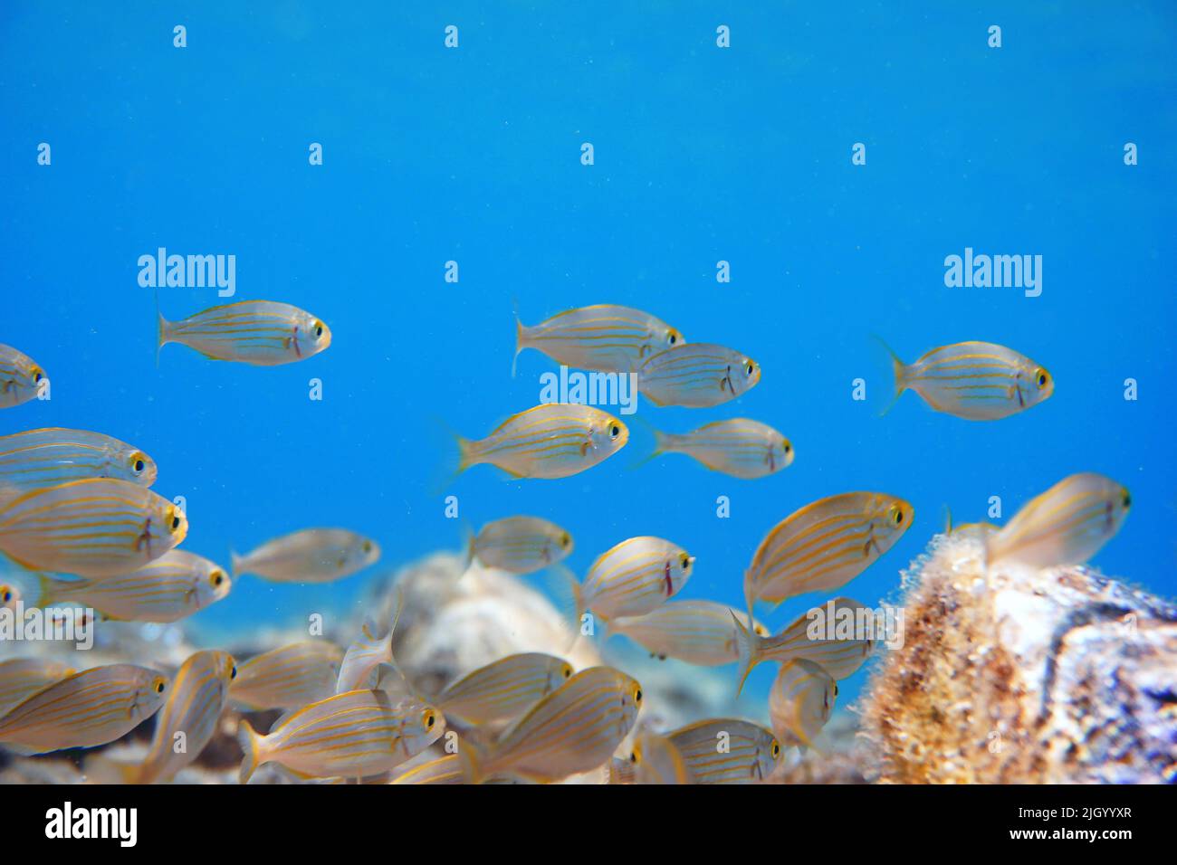 Salema porgy saltwater dreamfish, underwater shot in the Mediterranean ...