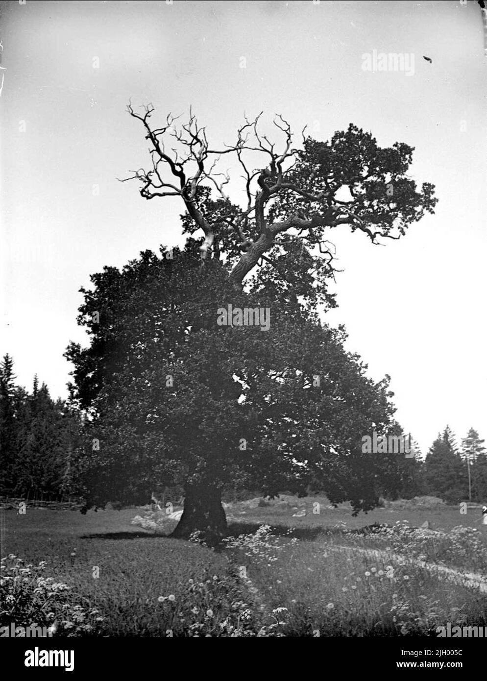 Deciduous trees at Hjulsta, Enköpings-Näs parish, Uppland June 1914 ...