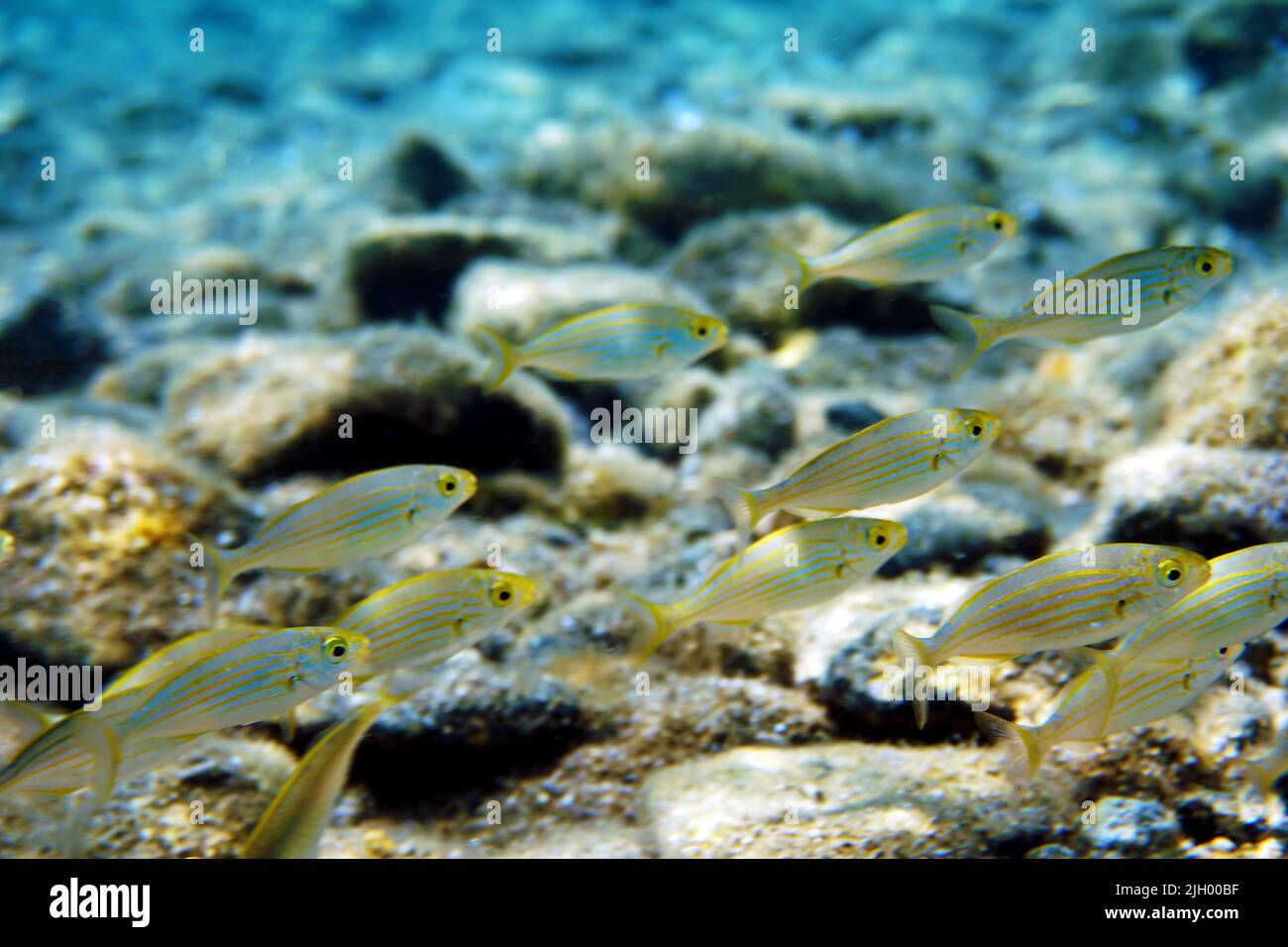 Salema porgy saltwater dreamfish, underwater shot in the Mediterranean ...