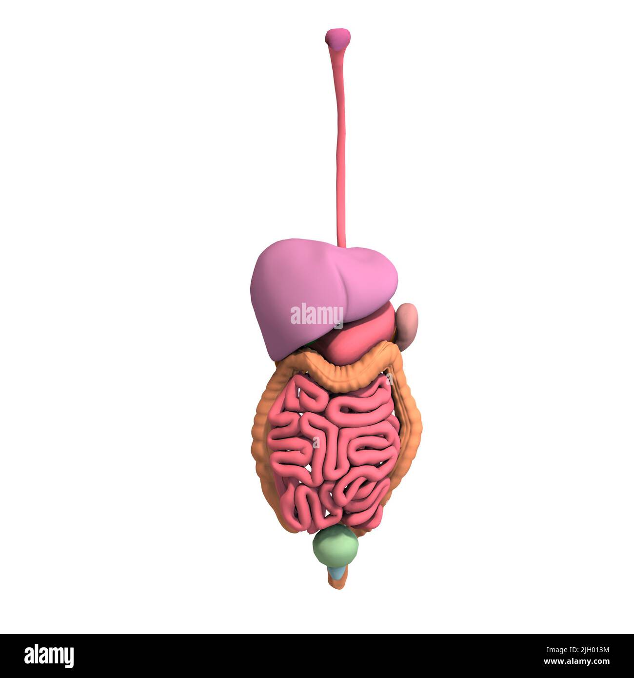 3D-illustration of the organs and colon of a male body Stock Photo - Alamy