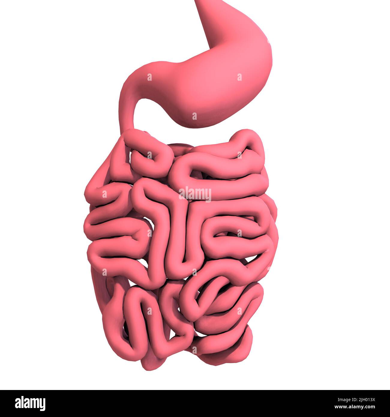 3D-illustration of the organs and colon of a male body Stock Photo - Alamy