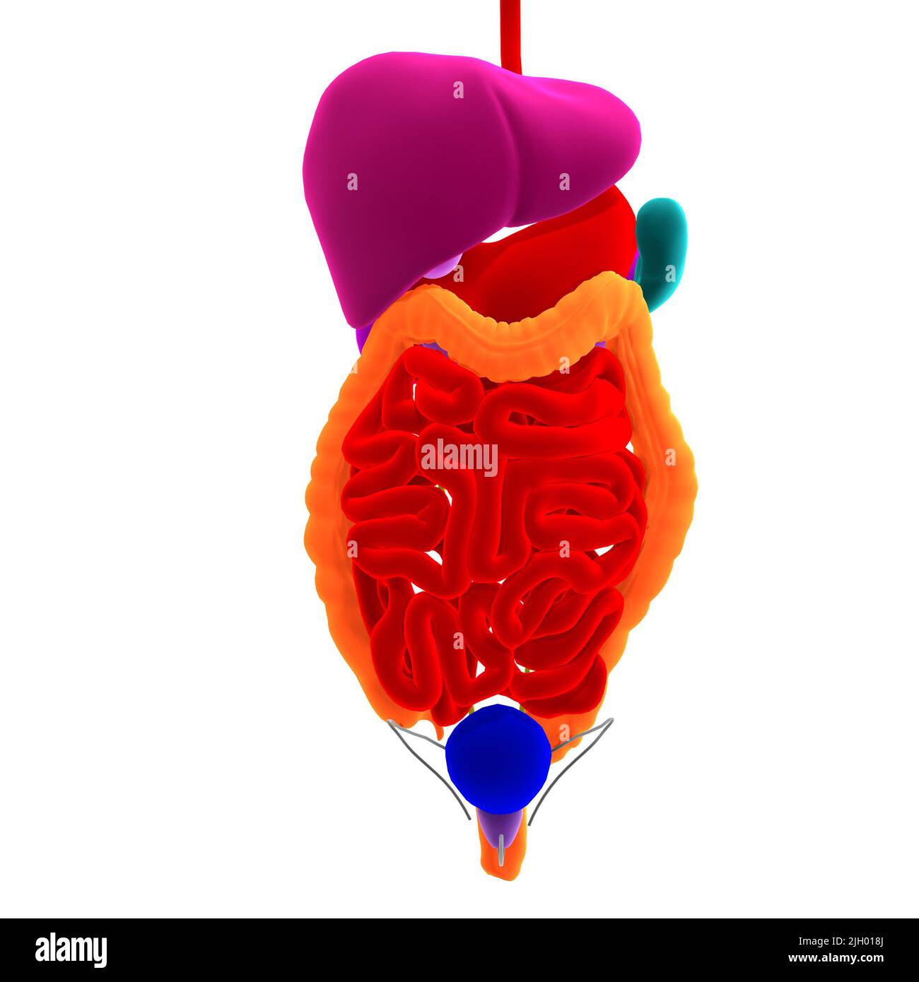 3D-illustration of the organs and colon of a male body Stock Photo - Alamy