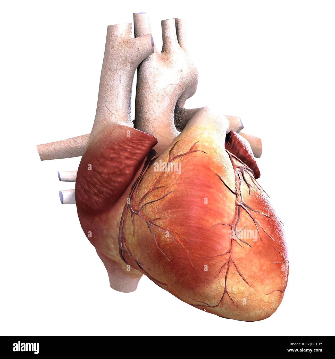 Male abdominal muscle surgery hi-res stock photography and images - Alamy