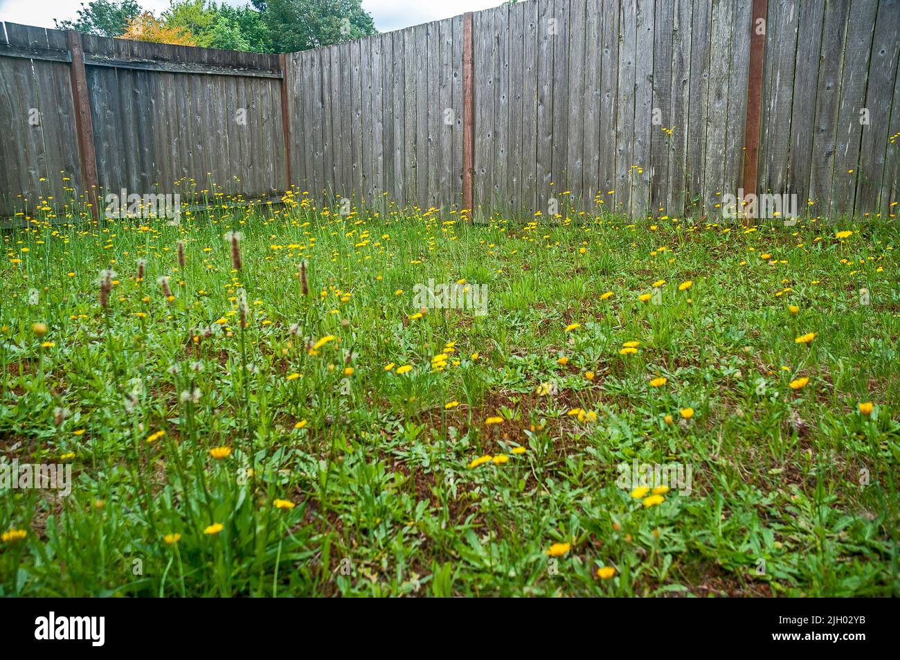 Backyard overgrown with dandelions and other weeds, with a weathered ...