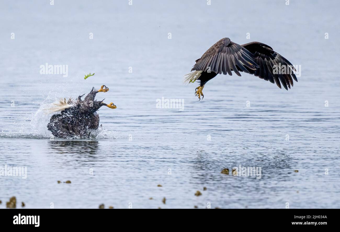 Wildlife photographer Bob Jensen captured the moment that a huge bald ...