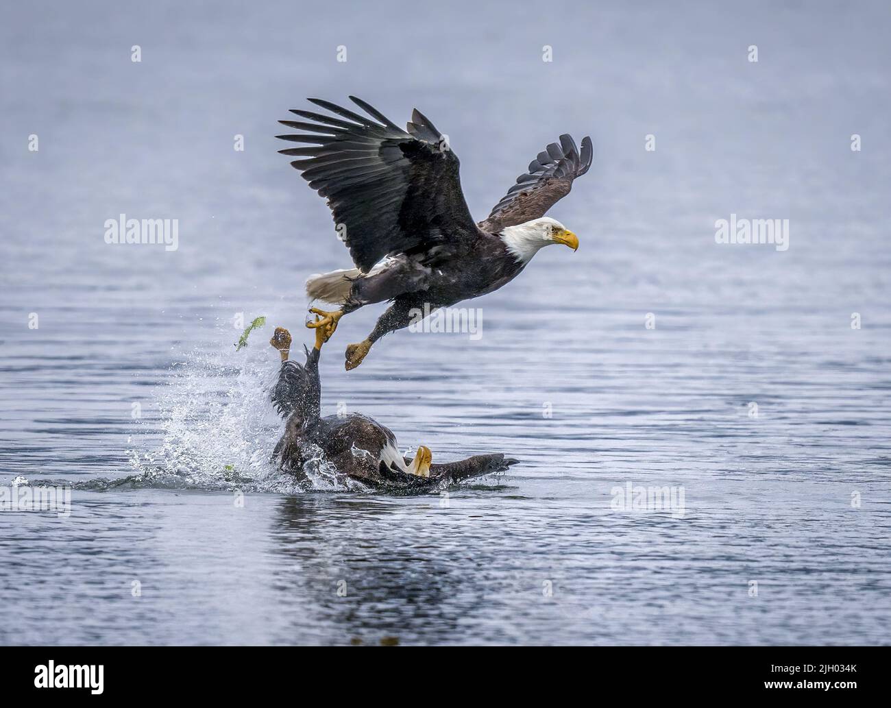 Wildlife Photographer Captures Shocking Moment Eagles Flying Off With